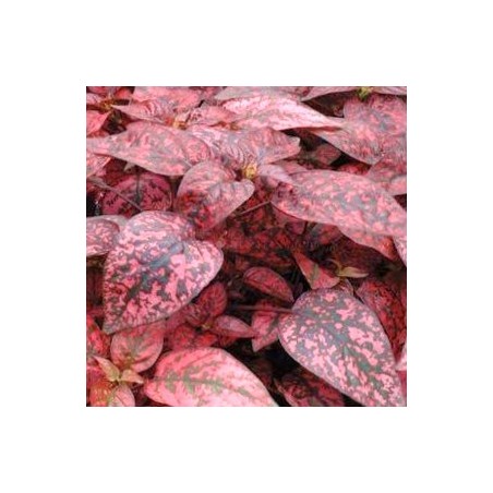 Hypoestes Splash Red NEW