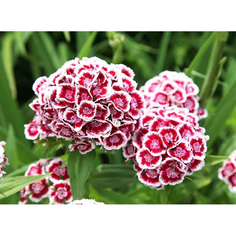 Dianthus Electron NEW