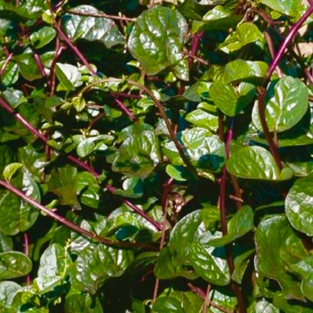 Basella Rubra, Climbing Spinach