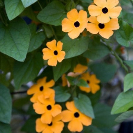 Thunbergia Susie Orange with Black Eye
