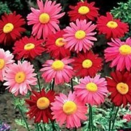 Pyrethrum Robinsons Mix