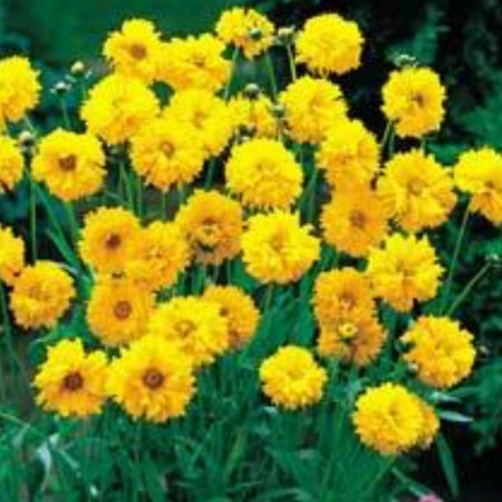 Coreopsis lanceolata Pot of Gold