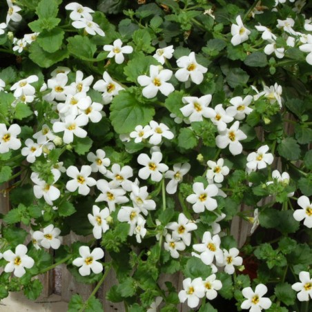 Bacopa Snowtopia