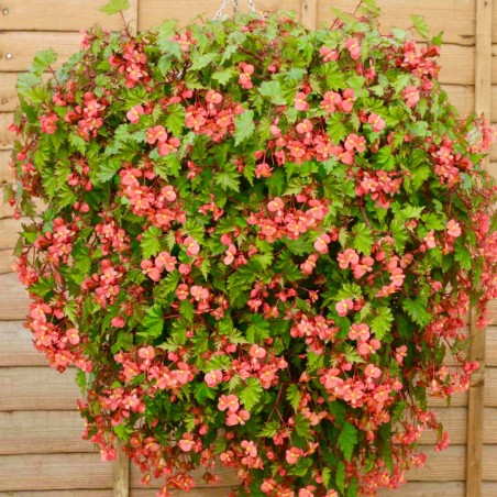 Begonia Pink Splash NEW