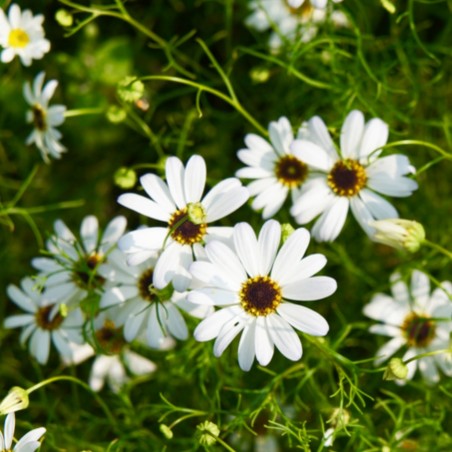 Brachycome White Splendor