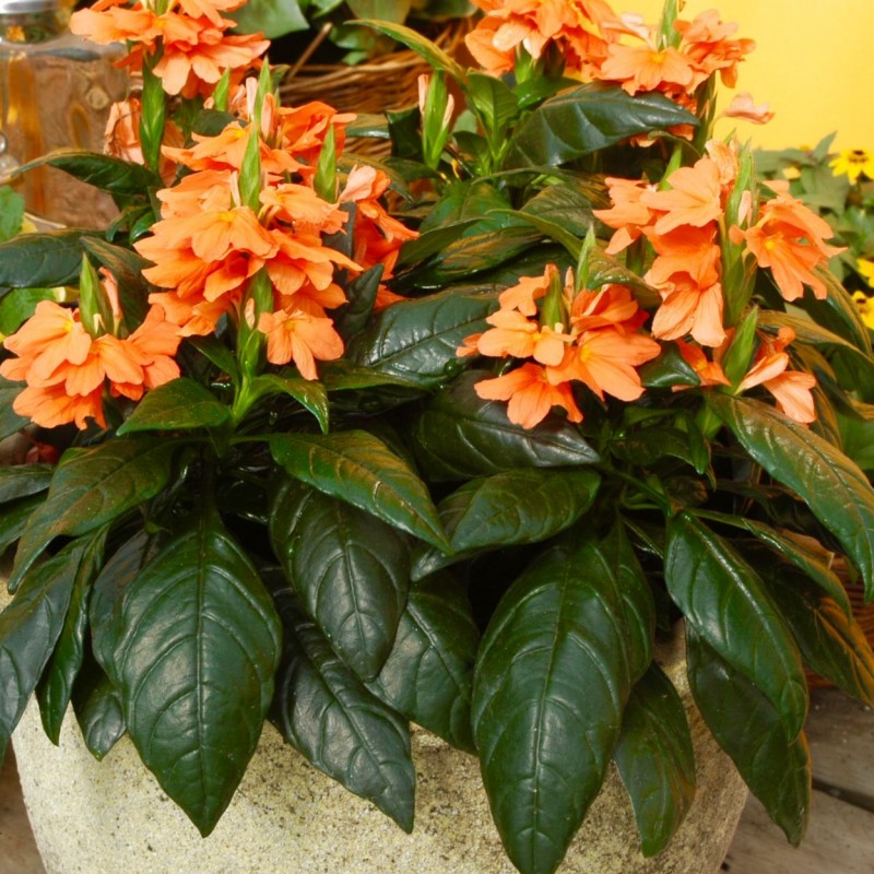 Crossandra Tropic Flame