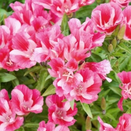 Godetia Grandiflora Azaleaflora Double Mix