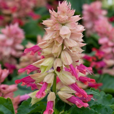 Salvia splendens Sizzler Burgundy Halo
