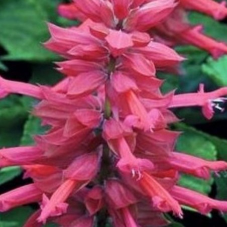 Salvia Splendens Vista Rose