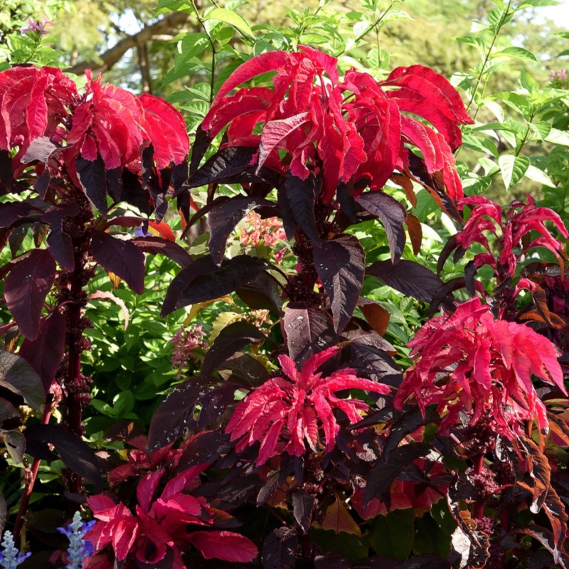 Amaranthus Tricolor