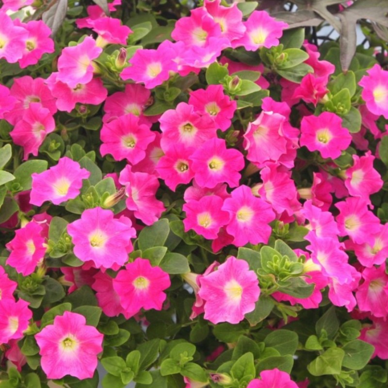 Petunia Mini Max Pink NEW