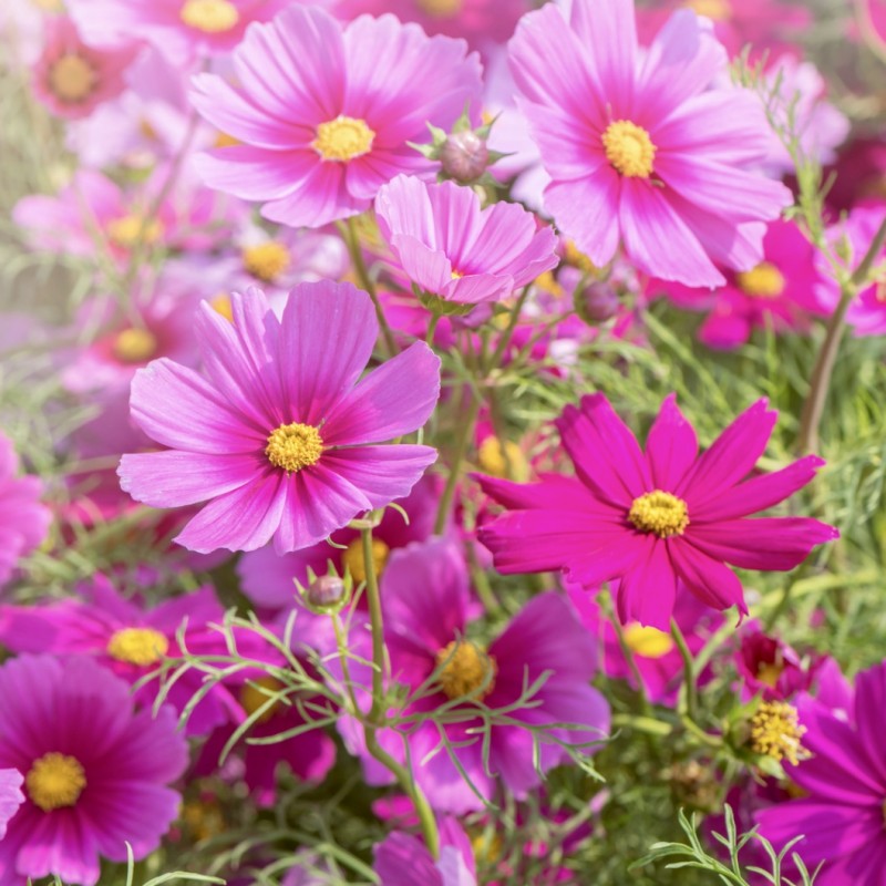 Cosmos Versailles Mix