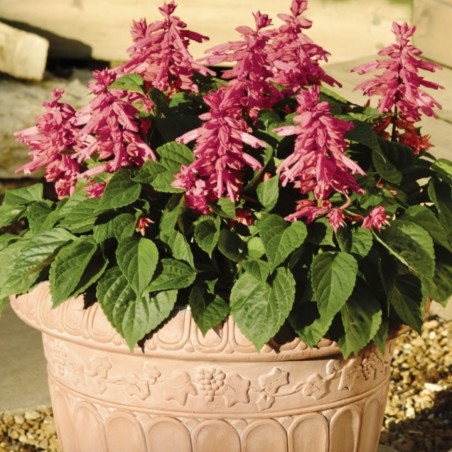 Salvia Splendens Vista Rose