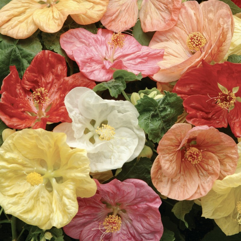 Abutilon Giant Hybrid Mix