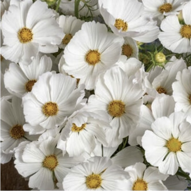 Cosmos Afternoon White