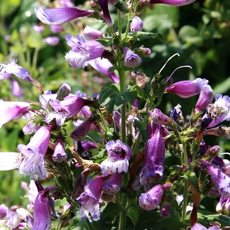 Penstemon Violet Dusk