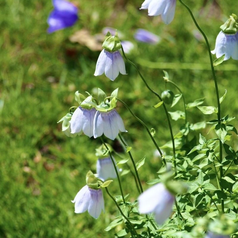 Codonopsis clematidea