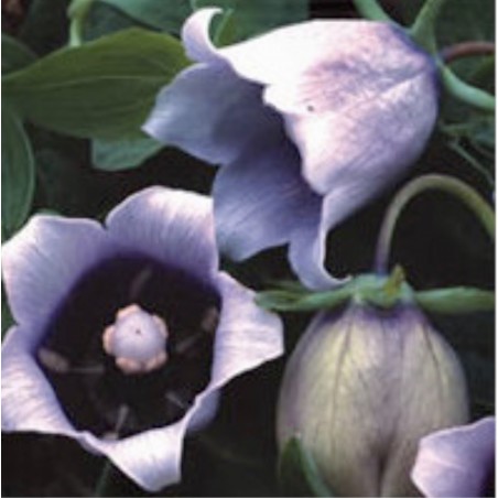 Codonopsis clematidea