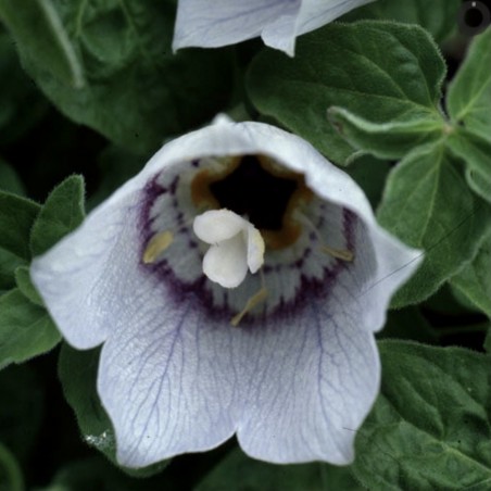 Codonopsis clematidea