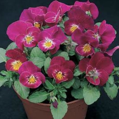 Viola Strawberry Sundae