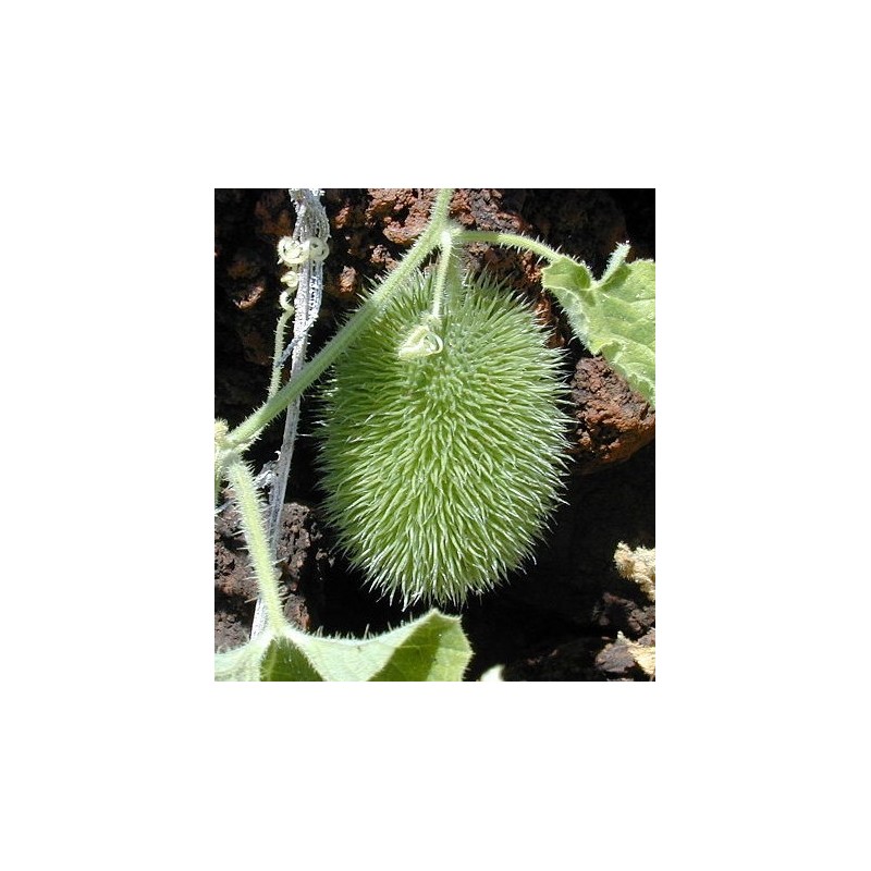Hedgehog Gourd